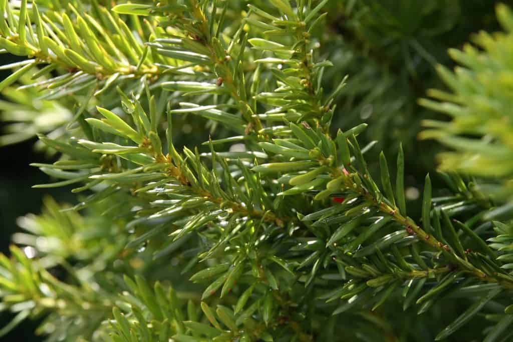 How to Grow and Care for Hicks Yew Hedge| Plantly