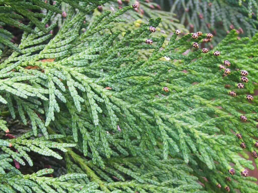 Fire Chief Arborvitae Plant Care Guide | Plantly