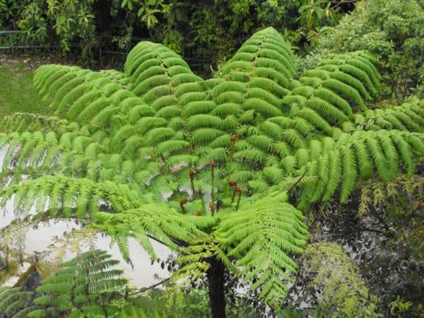 Indoor Fern Plant & Care Guide | Plantly