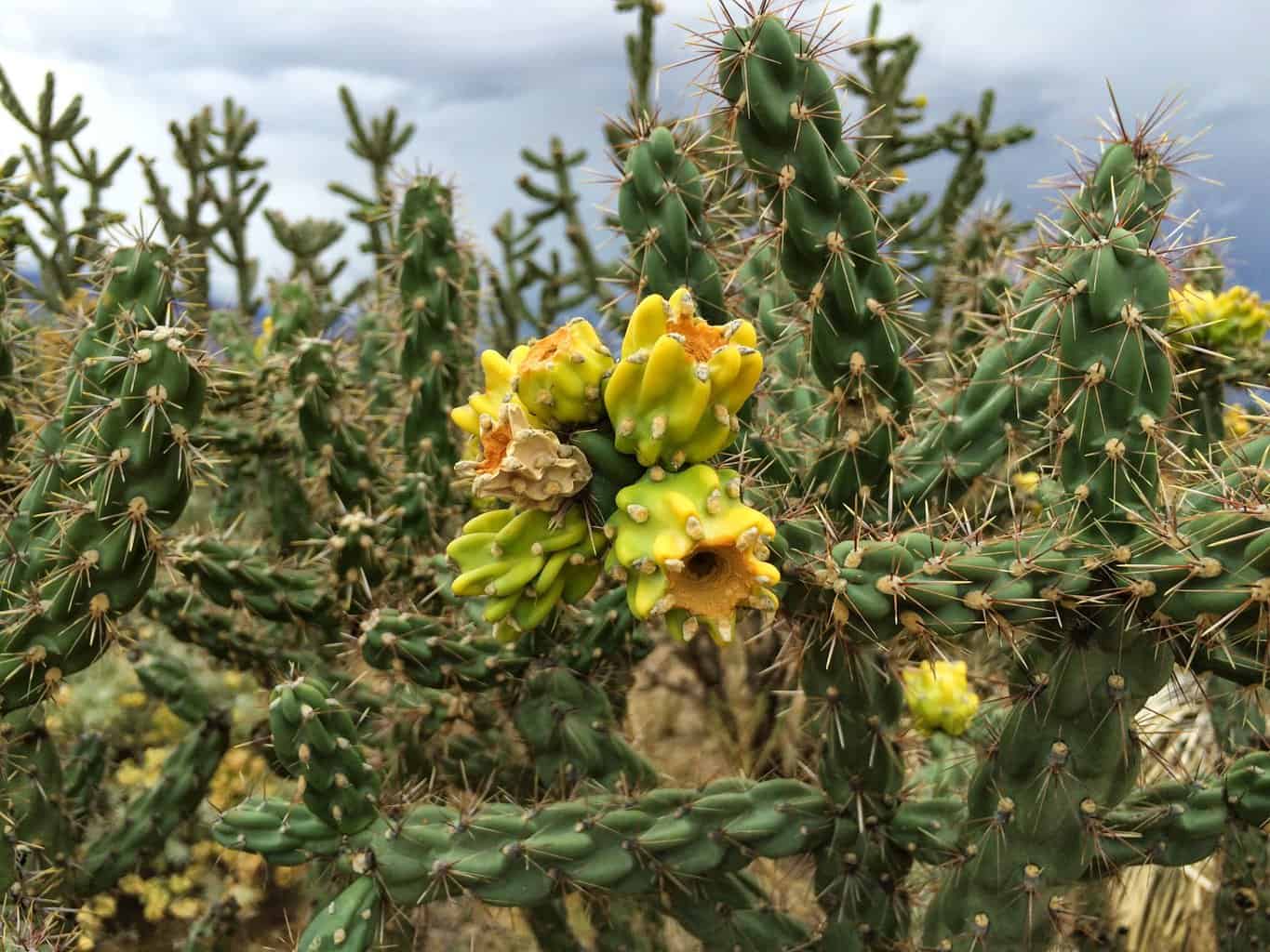 Chain Fruit Cholla Flower