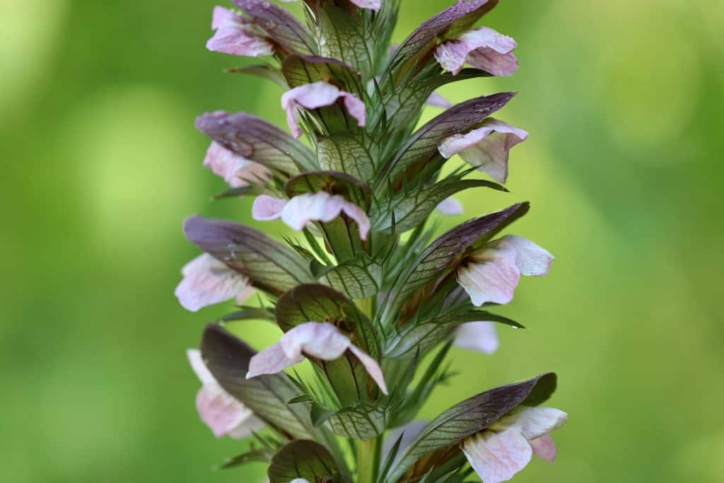 Acanthus Plant Summer Beauty Care Guide | Plantly