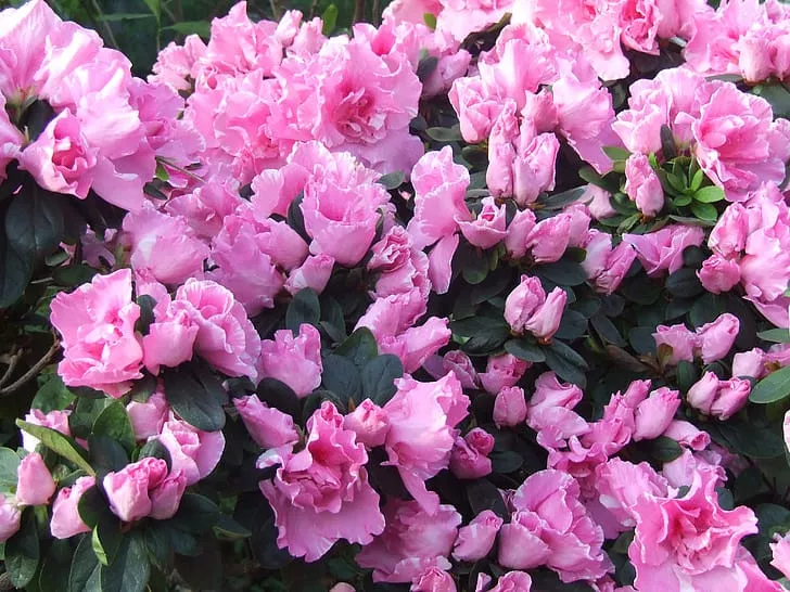 Rhododendron PJM Care Tips | Plantly