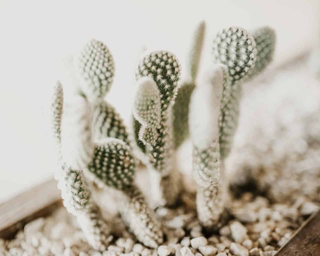 Bunny Ears Cactus Plant Care Guide | Plantly