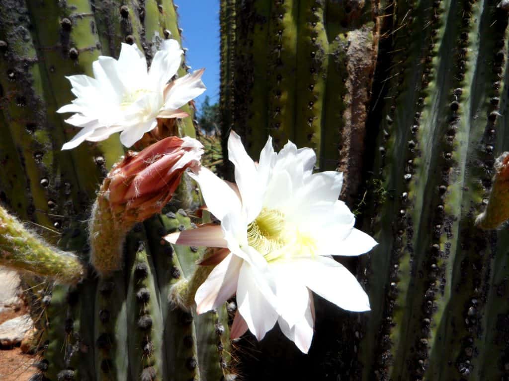 Peruvian Apple Cactus Plant Care Guide | Plantly
