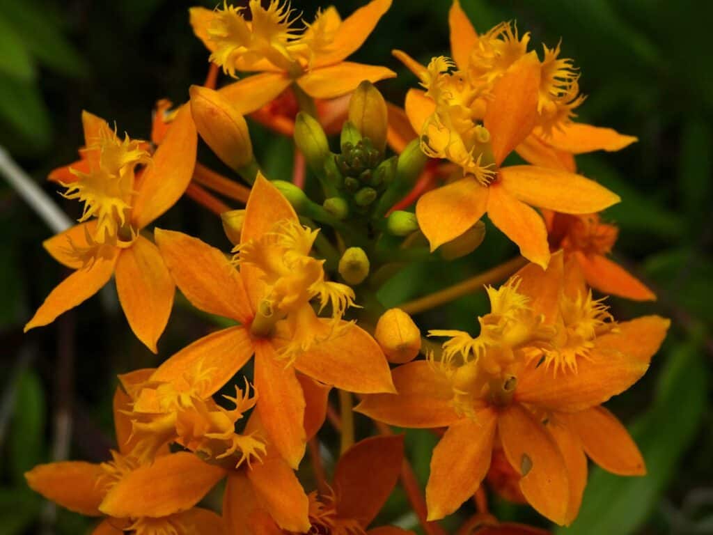 Epidendrum Orchid Plant Care | Plantly