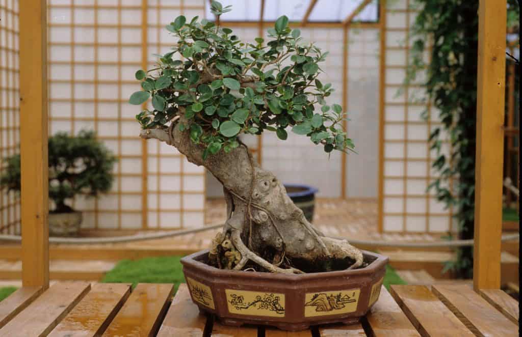 What is Bonsai Tree? The Art of Bonsai | Plantly