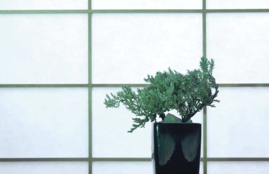 Indoor Bonsai Tree Care Tips for Beginners | Plantly