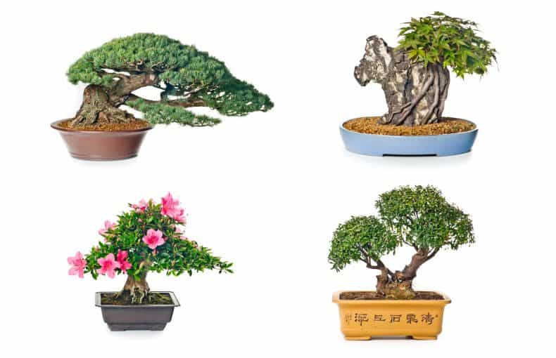 Choosing the Right Bonsai Pots For Bonsai Trees | Plantly