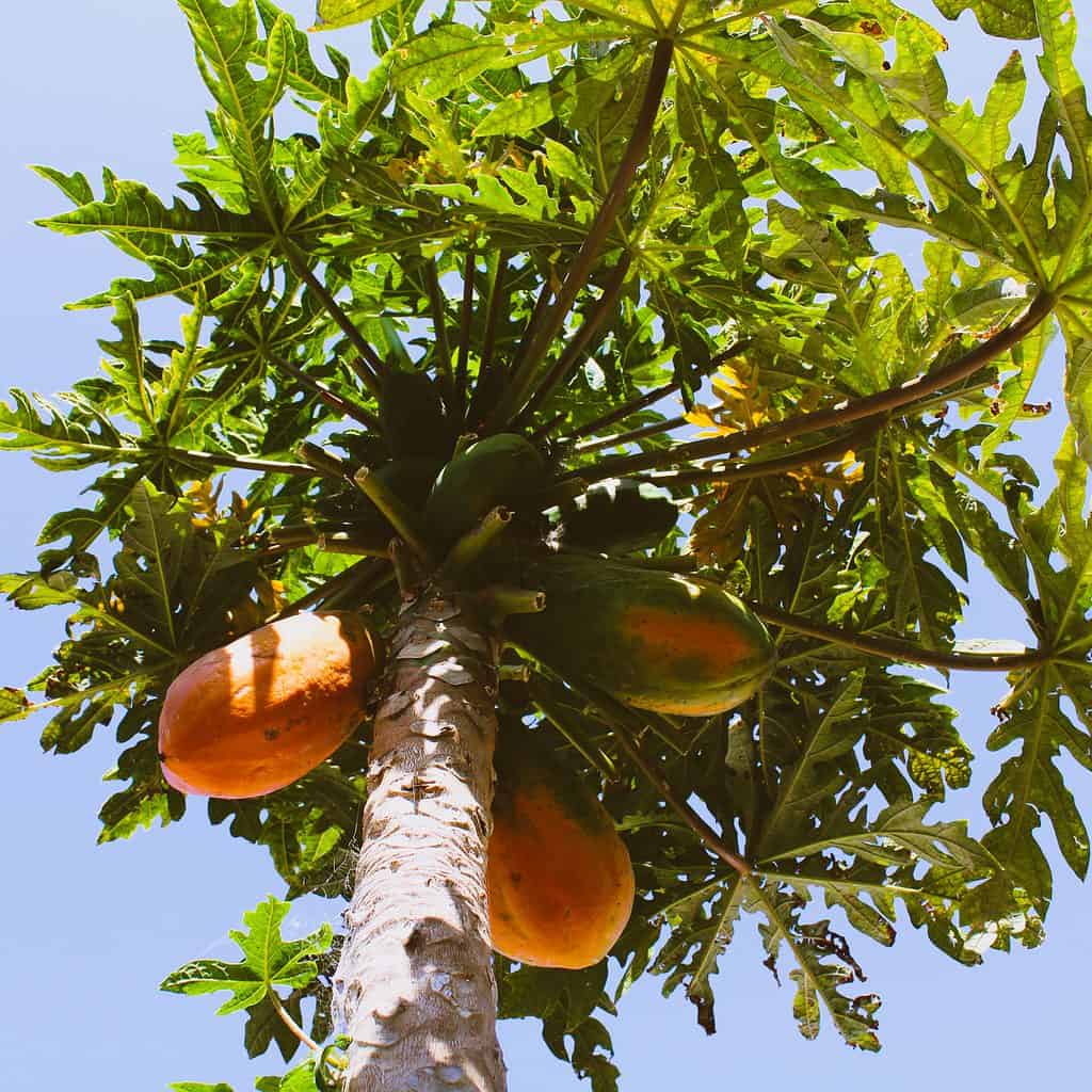 Best Plants To Grow Based On Zone Hardiness | Plantly