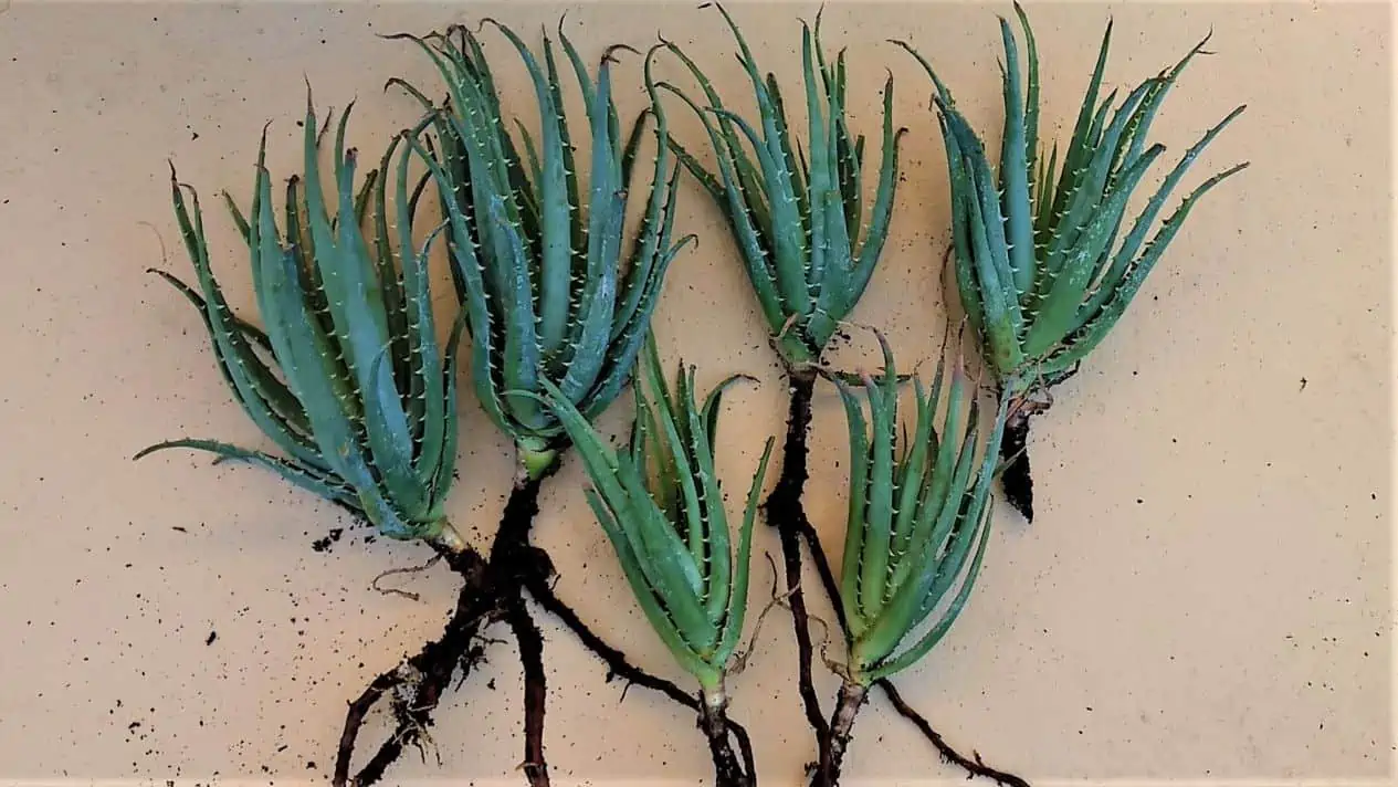 Lace Aloe Aristaloe aristata Ships Free | Plantly
