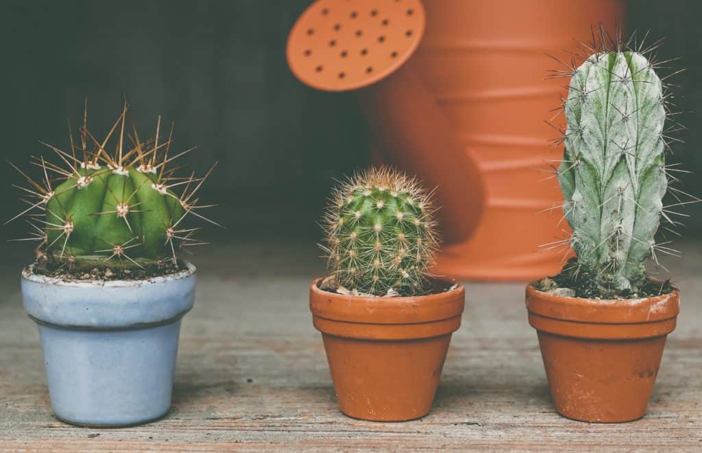 Peruvian Apple Cactus Plant Care Guide | Plantly