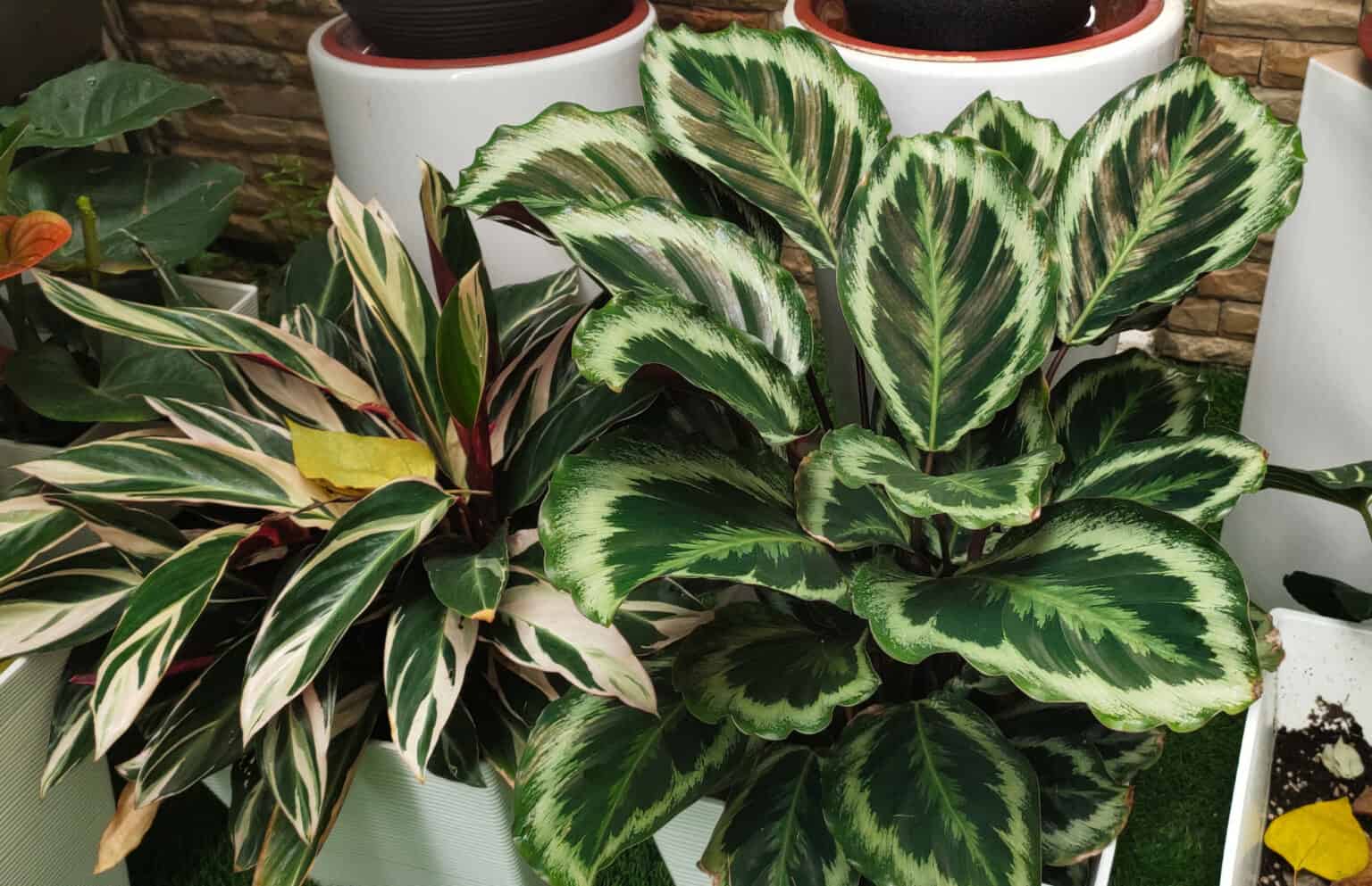 How to Care for Calatheas | Plantly