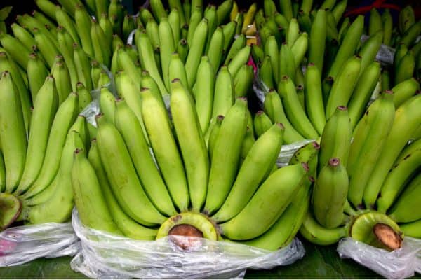 Blue Java Banana Plant Care | Plantly