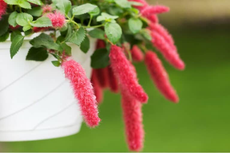 Chenille Plant Care & Ultimate Growing Guide | Plantly