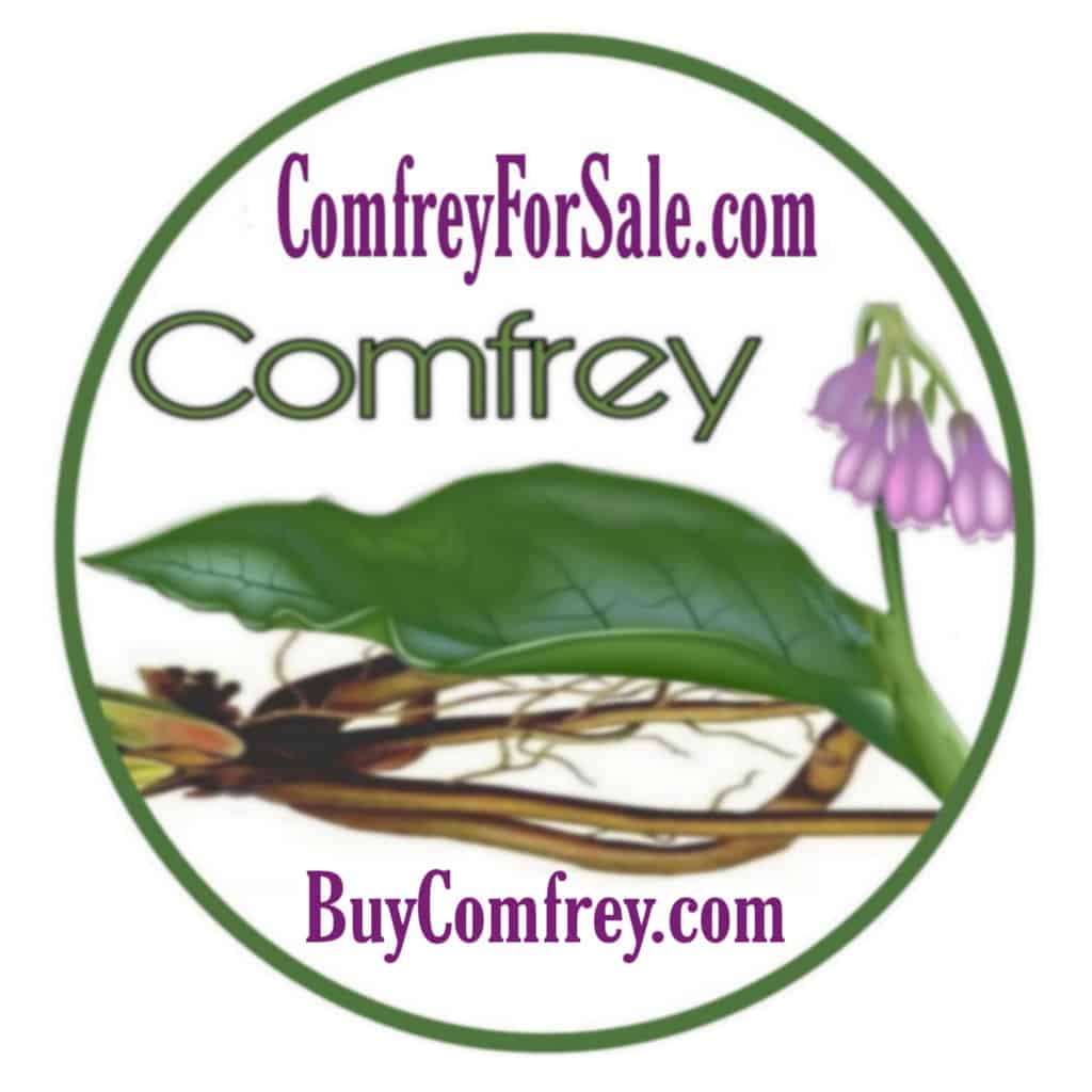 Organic Comfrey for Sale Crowns, Cuttings and Knuckles. No chemicals or ...