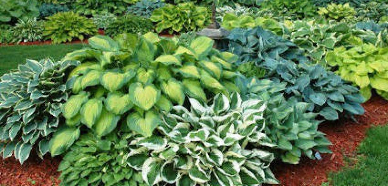 Hosta King