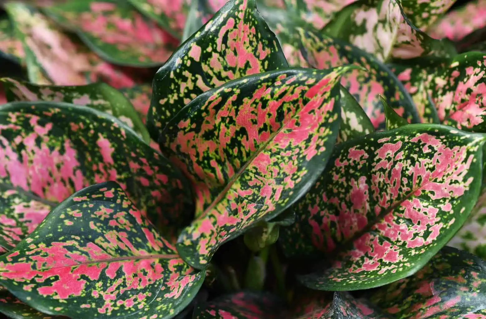 Aglaonema "Chinese Evergreen" Plant Care | Plantly