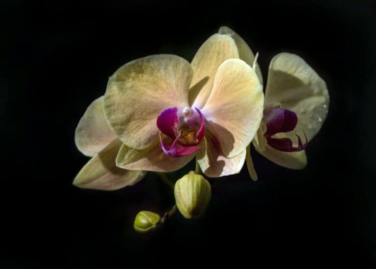 Dancing Lady Orchid Plant Care Guide | Plantly