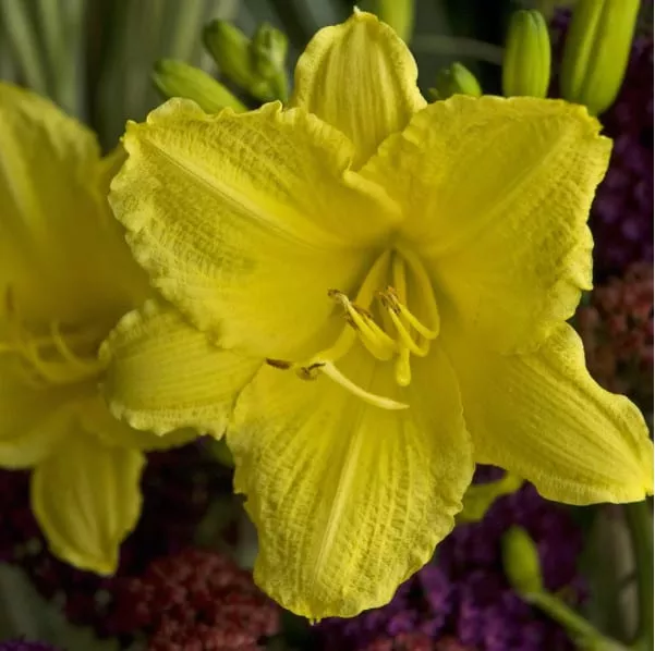 Happy Return Daylily | Plantly