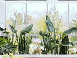 Dying vs. Dormant Plants - How to Know | Plantly