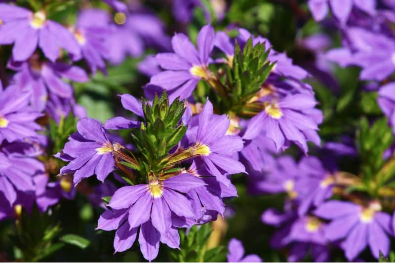 Growing Tips For Scaevola Plant Successfully | Plantly