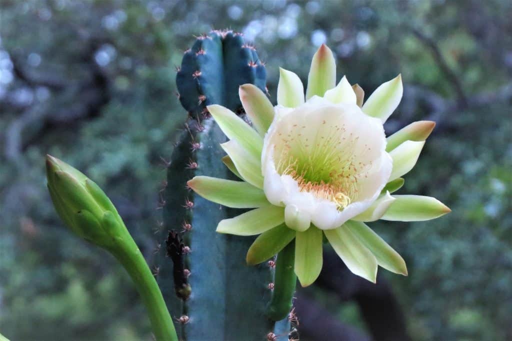 Peruvian Apple Cactus Plant Care Guide | Plantly