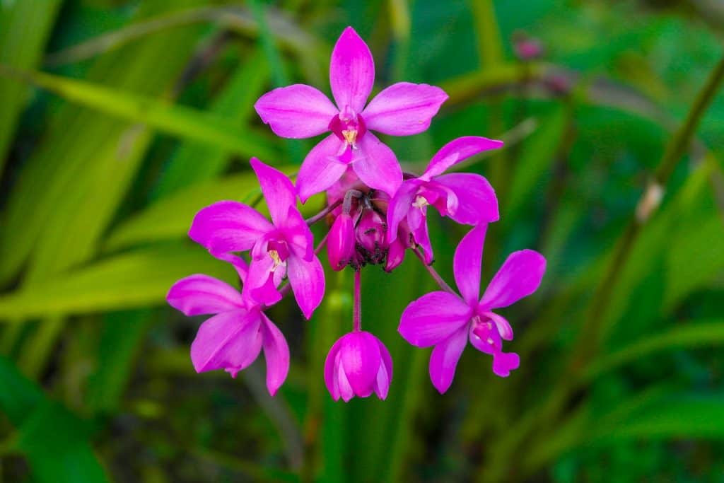 Complete Care for Ground Orchids | Plantly