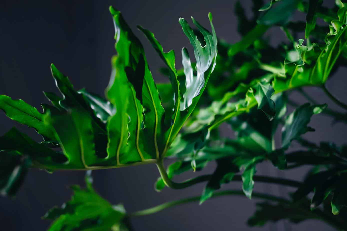 Philodendron Hope Plant Care Guide | Plantly