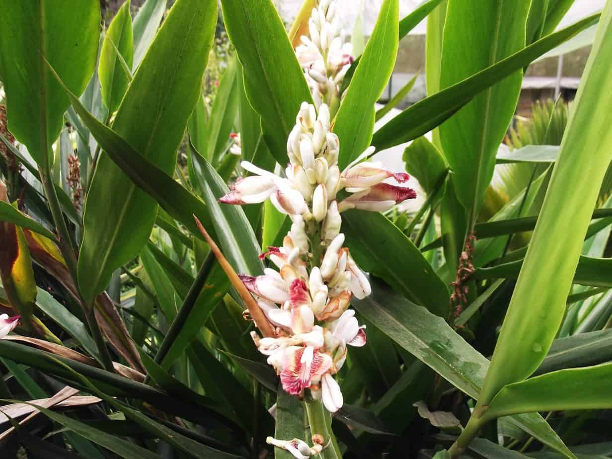 Galangal Plant Care & Growing Guide | Plantly