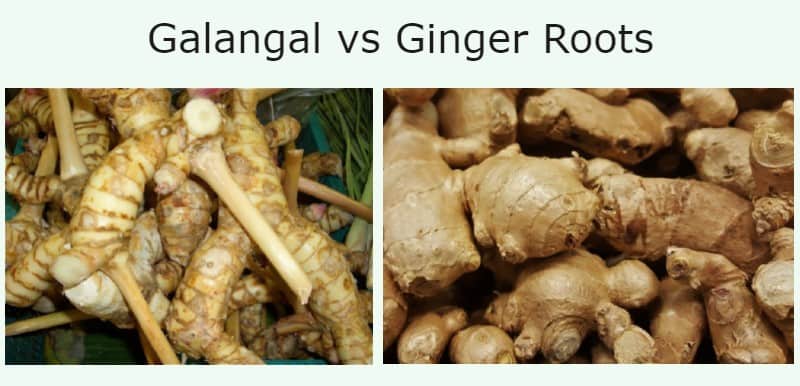 Galangal Care And Growing Guide | Plantly