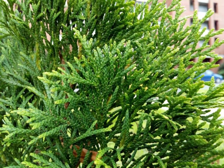 Fire Chief Arborvitae Plant Care Guide | Plantly