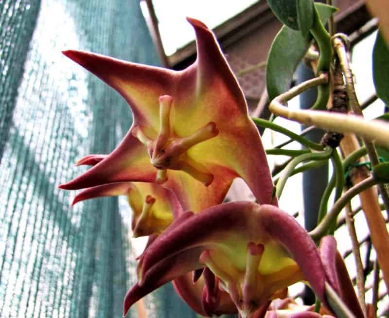 Tips to Grow & Care for Hoya Macgillivrayi Plant | Plantly