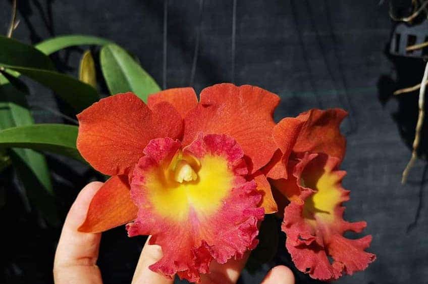 Cattleya Orchid Rlc Star Of Siam Fragrant Cattleyas | Plantly