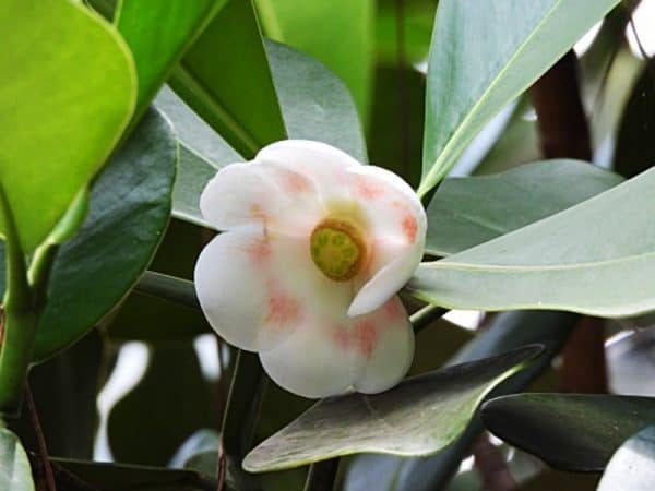 Explore the Secrets of Enchanting Clusia Plant | Plantly