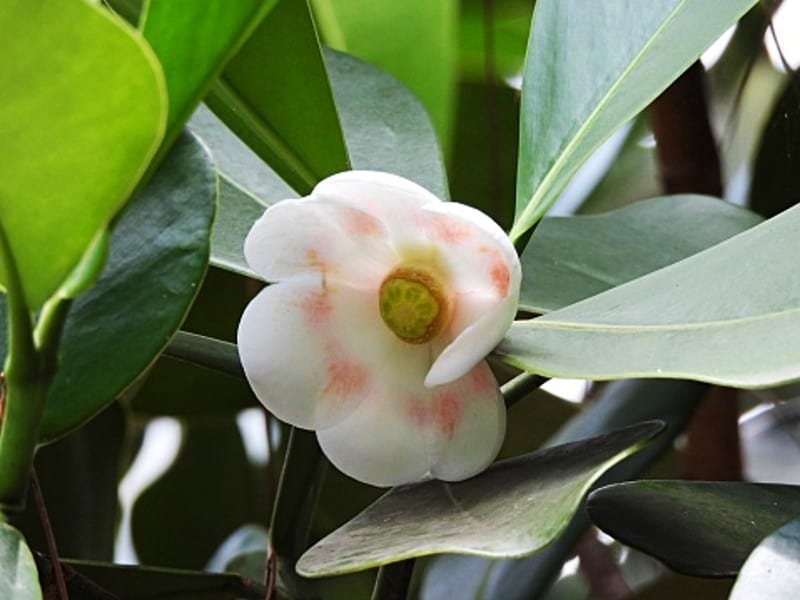 Explore the Secrets of Enchanting Clusia Plant | Plantly