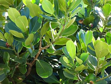 Explore the Secrets of Enchanting Clusia Plant | Plantly