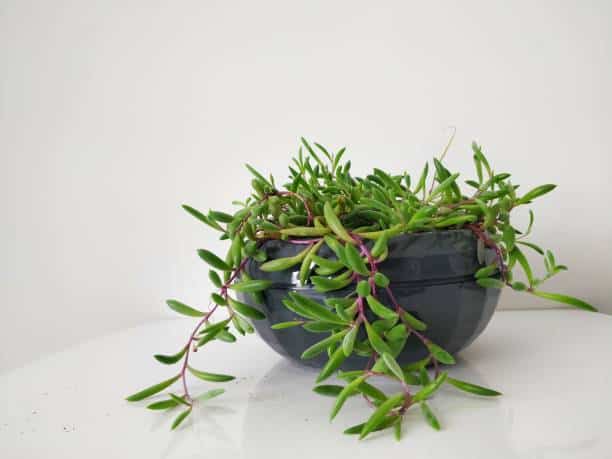 Othonna Capensis Ruby Necklace Plant Care | Plantly