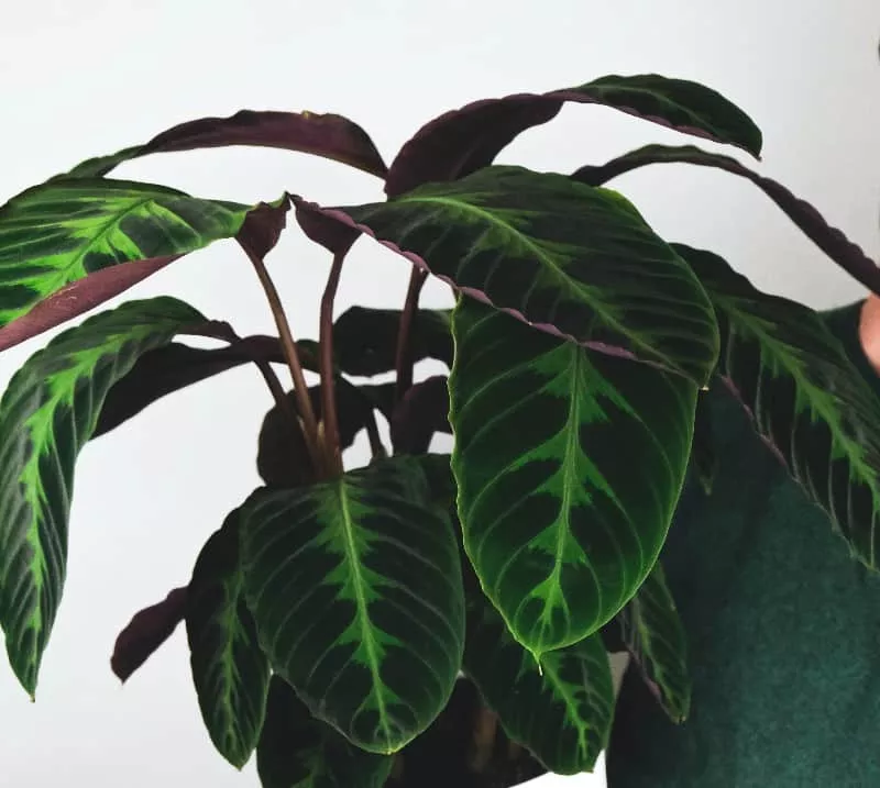 Stunning Varieties of Calathea Lutea for Your Garden | Plantly