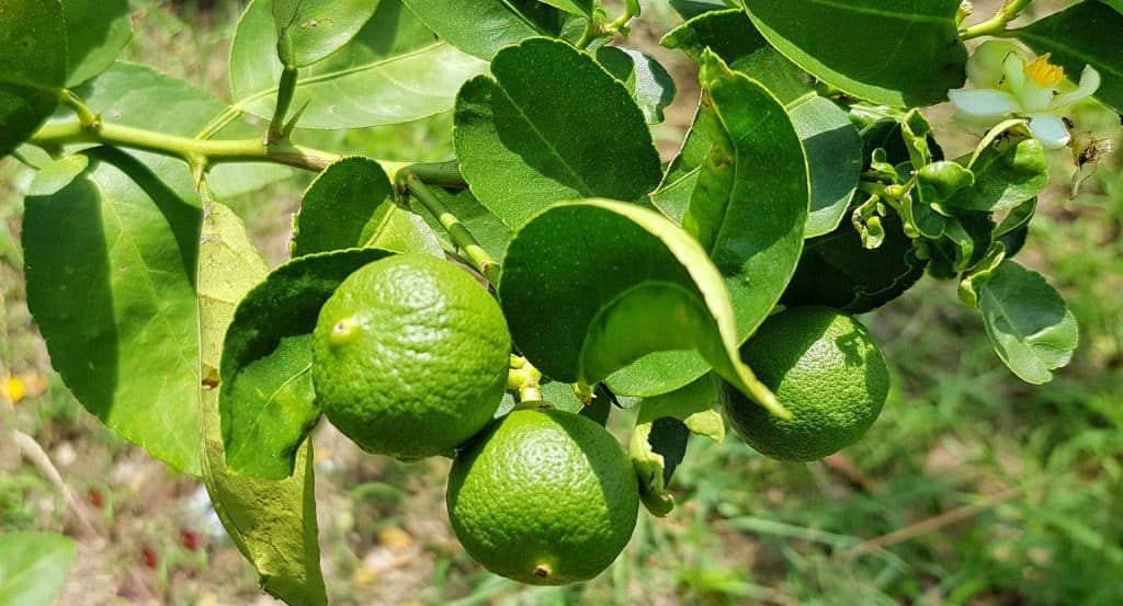 Kaffir Lime Tree Plant Care Guide | Plantly