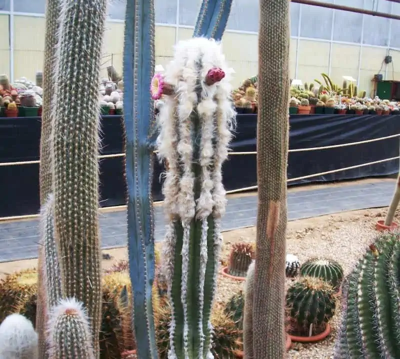 Old Man Cactus Plant Care | Plantly