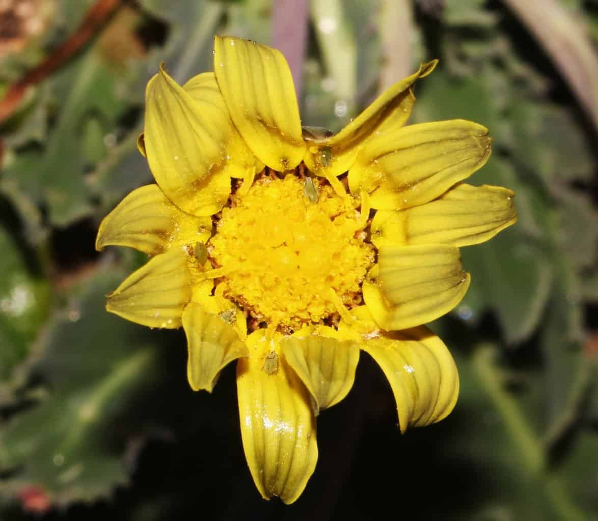 Othonna Capensis Ruby Necklace Plant Care | Plantly