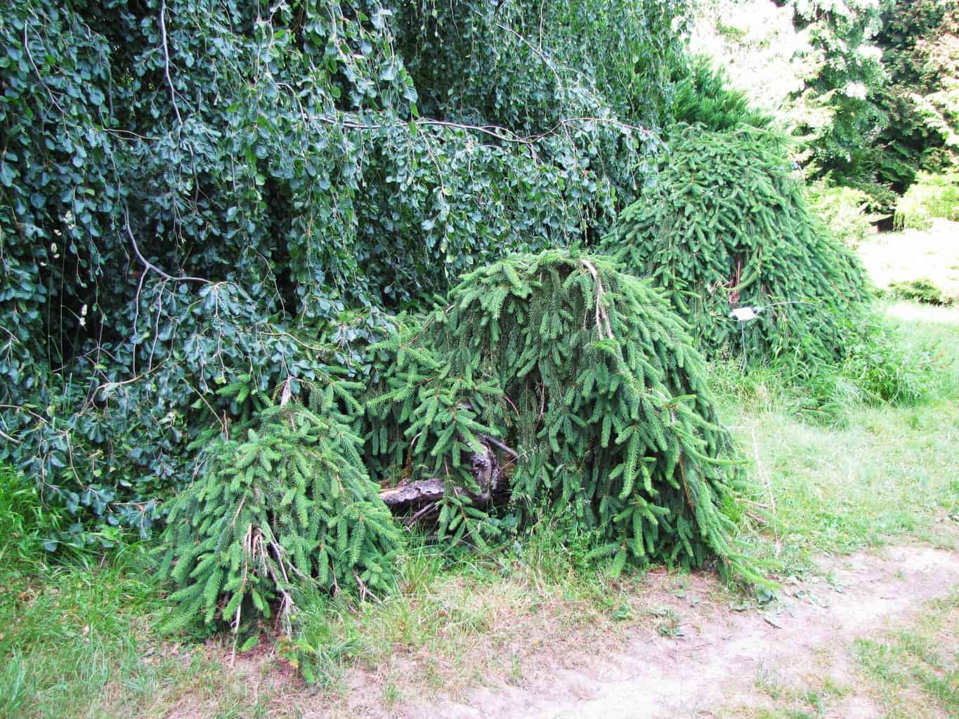 Weeping Norway Spruce Care | Plantly
