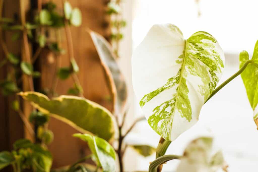 What is Plant Variegation How Does it Happen? | Plantly