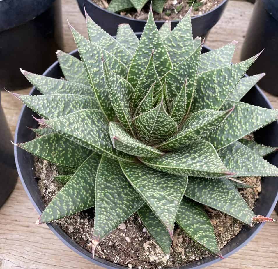 Succulent Plant Gasteria 'Flo' | Plantly