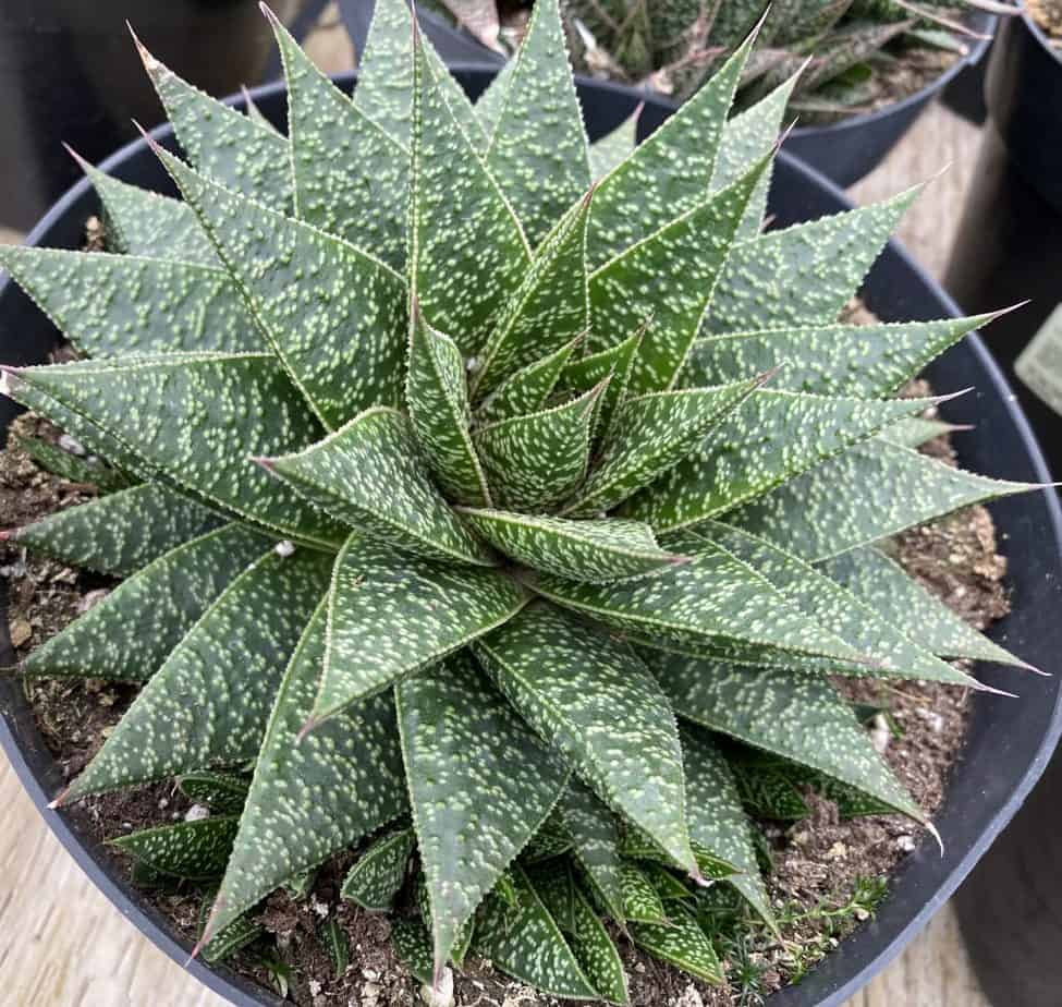 Succulent Plant Gasteria 'Flo' | Plantly