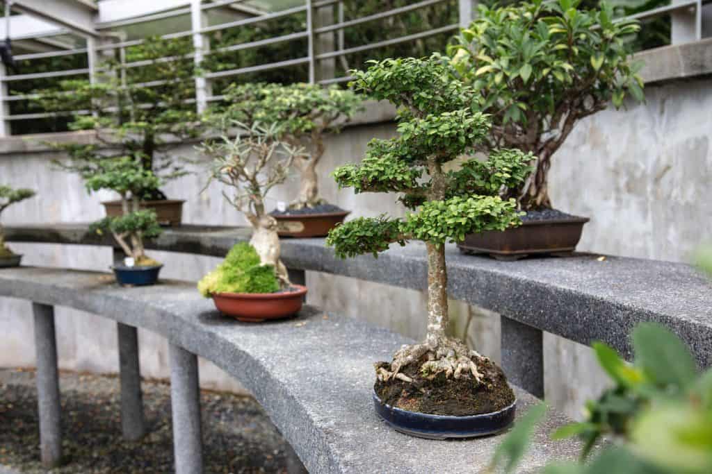How Long Do Bonsai Trees Take To Grow? | Plantly