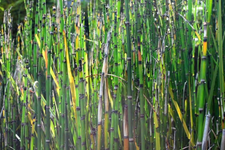 Horsetail Grow Guide & Care Tips | Plantly