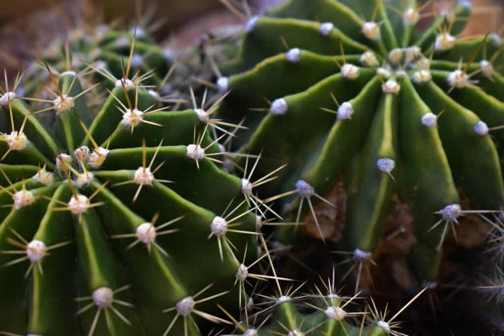 Step-By-Step Guide On Replanting Succulents | Plantly