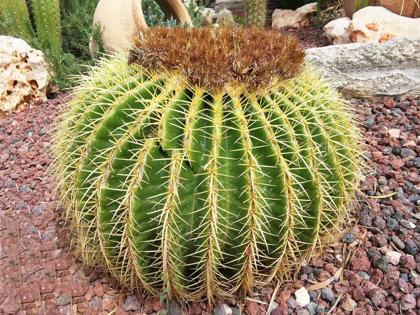 Golden Barrel Cactus Plant Care Guide | Plantly