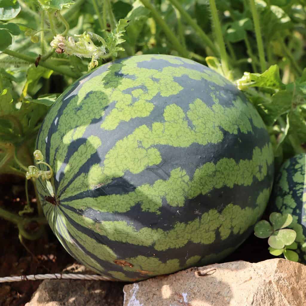 Best Plants To Grow Based On Zone Hardiness | Plantly